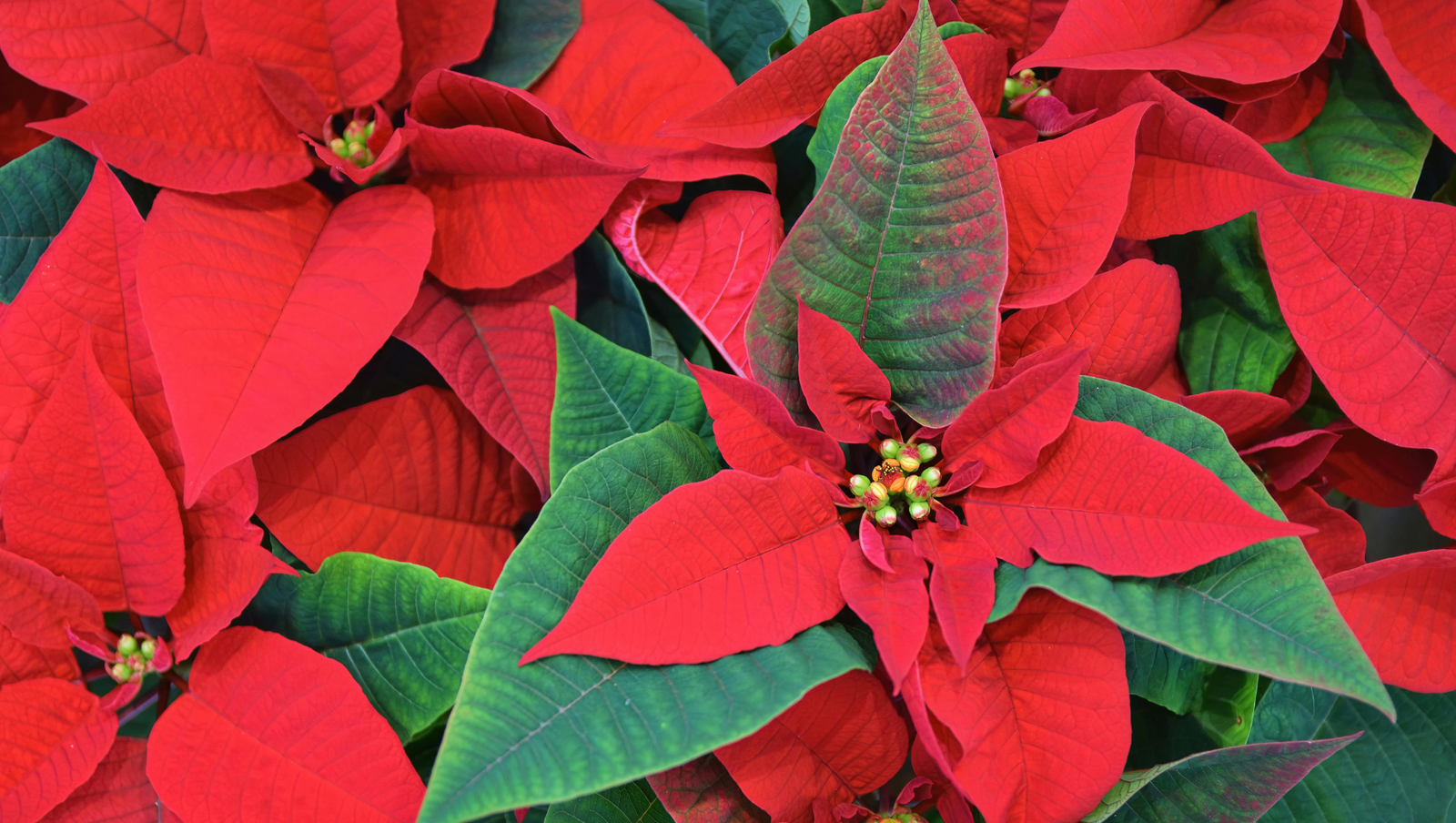 December Birth Flower: Poinsettia Meaning, Symbolism & Birthday Gift I ...