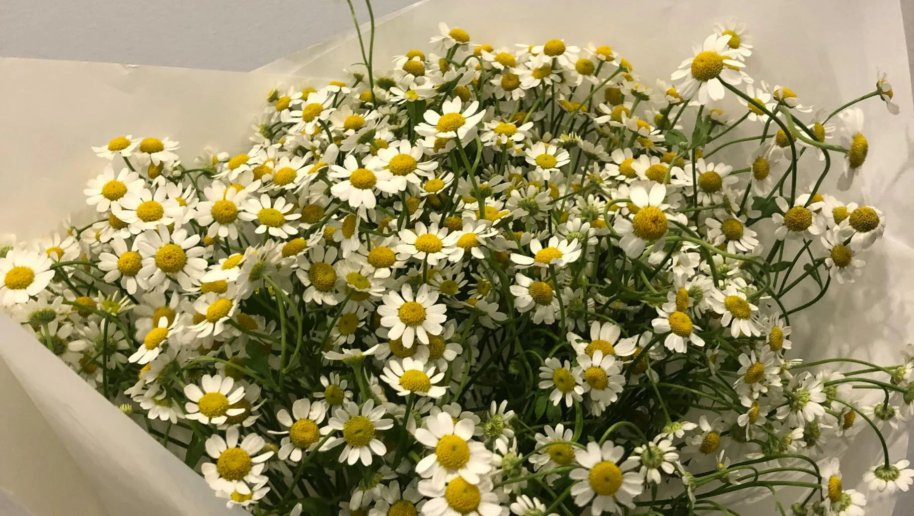 Daisy Flowers: Meaning, Symbolism, and Why They're So Loved ...