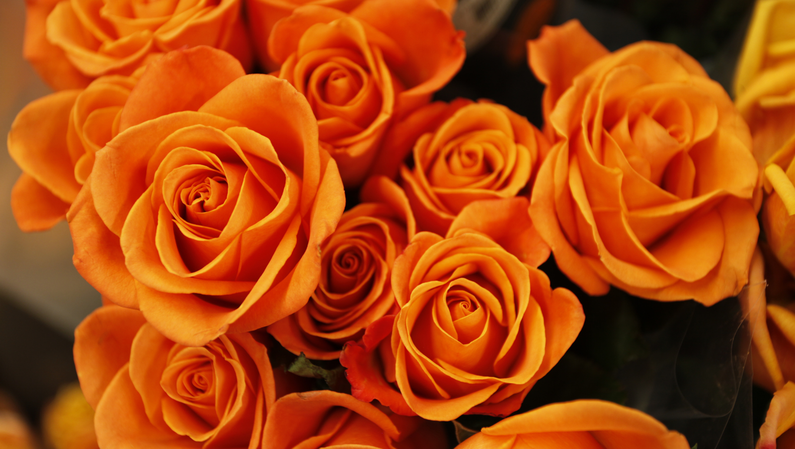 The Charm of Orange Roses: Meaning and Emotions Behind Their Color ...