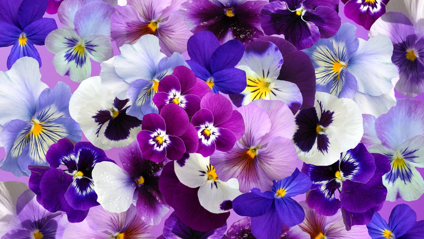 February Birth Flower: Violet Meaning, Symbolism & Birthday Gift Ideas ...