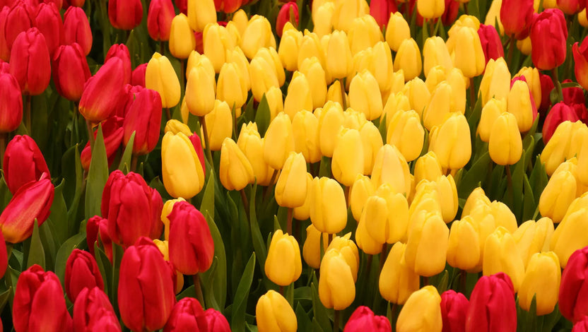 How Many Colors Do Tulips Come In? Discover 10 Main Tulip Colors, Thei ...