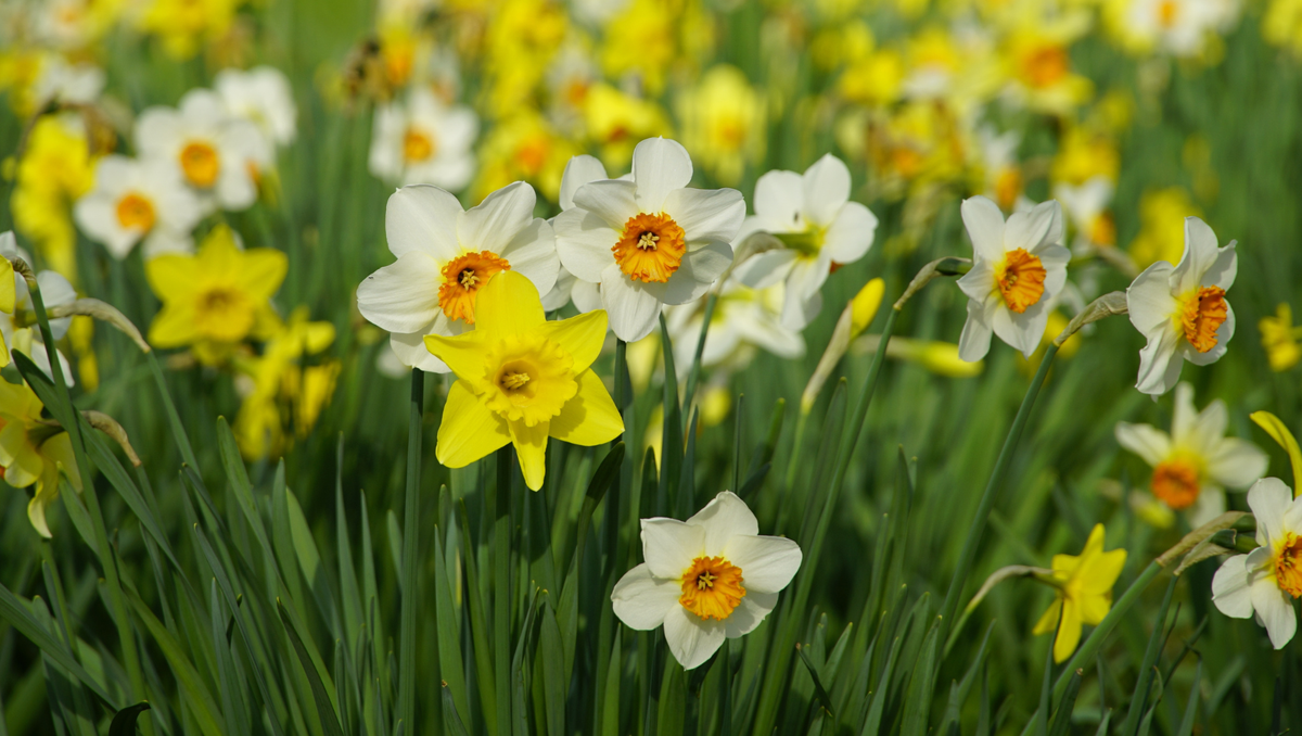March Birth Flower: Daffodil Meaning, Symbolism & Birthday Gift Ideas ...