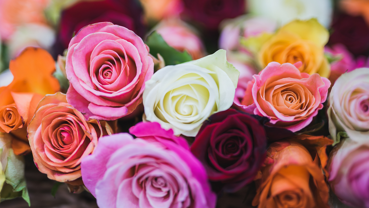 June Birth Flower: Rose Meaning, Symbolism & Birthday Gift Ideas ...